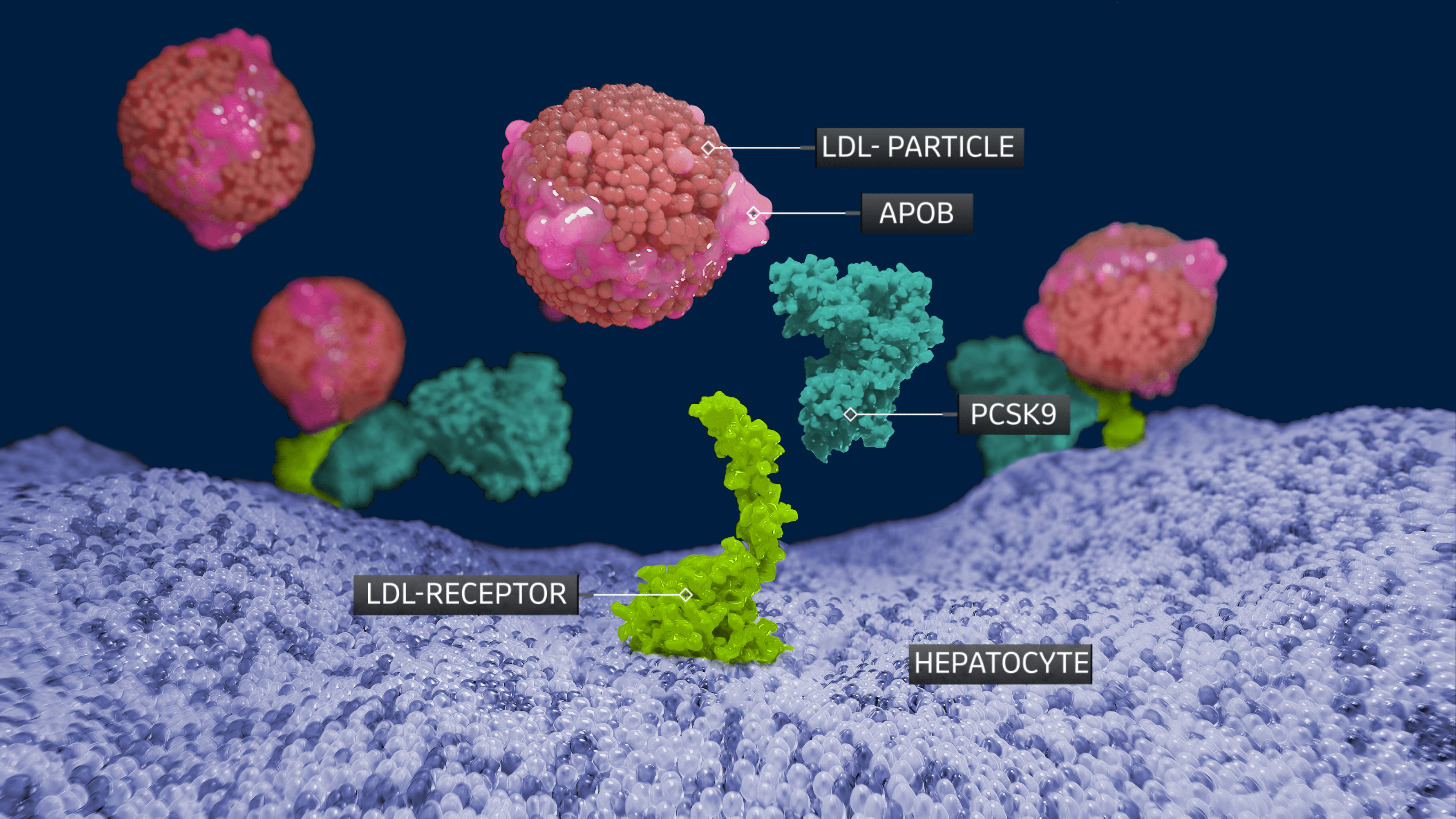 Understanding the health risks of high LDL cholesterol - Merck.com